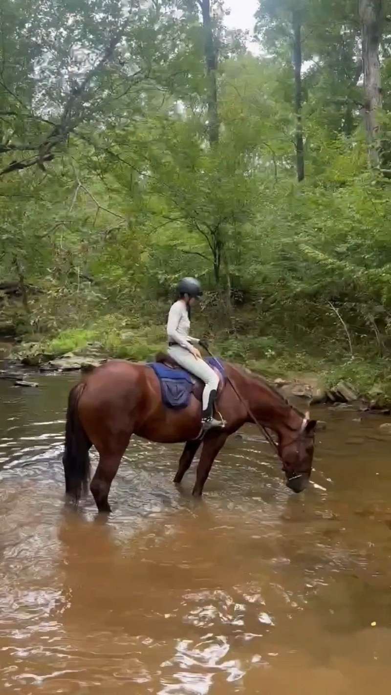 One of a Kind Darling 5 Yr Old Liver Chestnut Draft Cross Mare!
