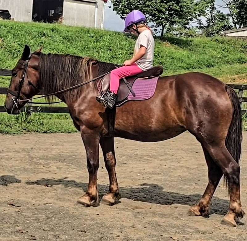 One of a Kind Darling 5 Yr Old Liver Chestnut Draft Cross Mare!
