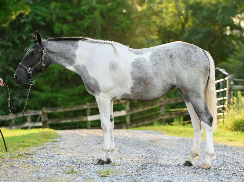 Gorgeous, Sweet, Full Potential Yearling Blue Roan Percheron/QH Cross Filly
