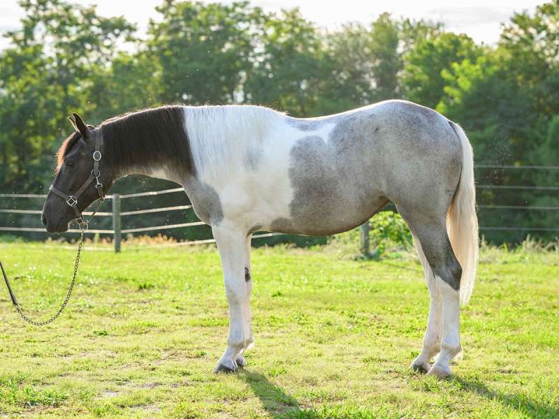 Gorgeous, Sweet, Full Potential Yearling Blue Roan Percheron/QH Cross Filly