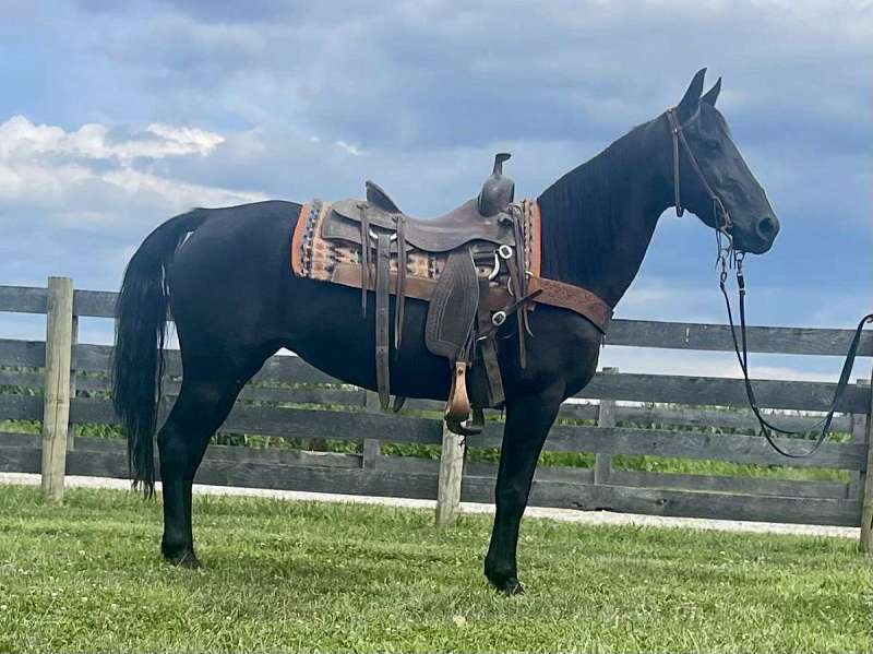 Gorgeous, Gaited, Talented 11 Yr Old Black Missouri Fox Trotter Mare!