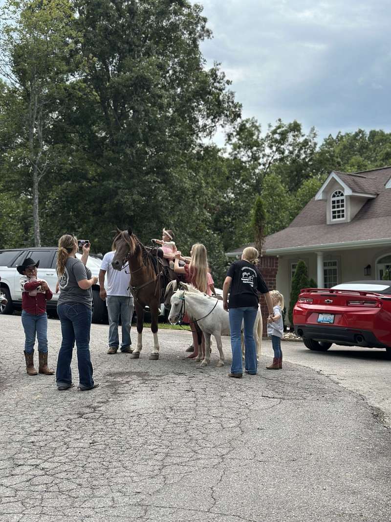 Stunning Versatile Gaited 6 Yr Old Champagne Kentucky Mountain Gelding!