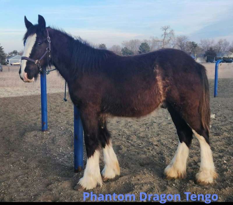 SHIRE Colt- Stallion Prospect