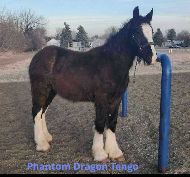 SHIRE Colt- Stallion Prospect