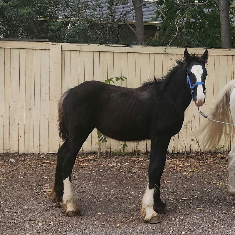 SHIRE Colt - Ride and Drive Prospect