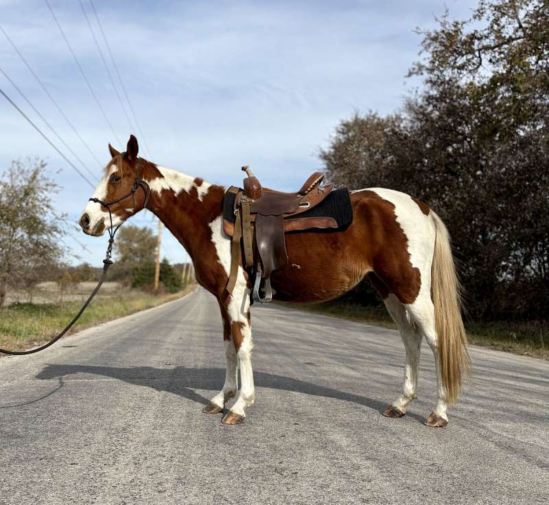 2 Year Old Paint Filly