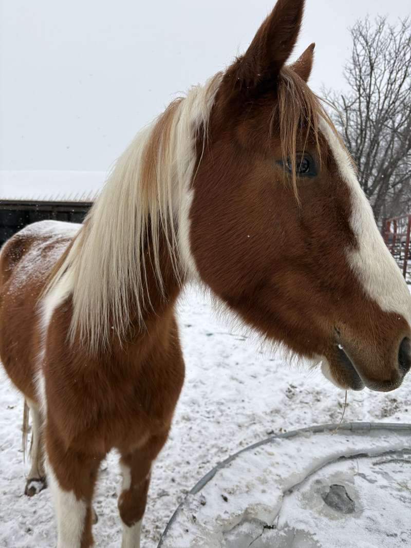 2 Year Old Paint Filly