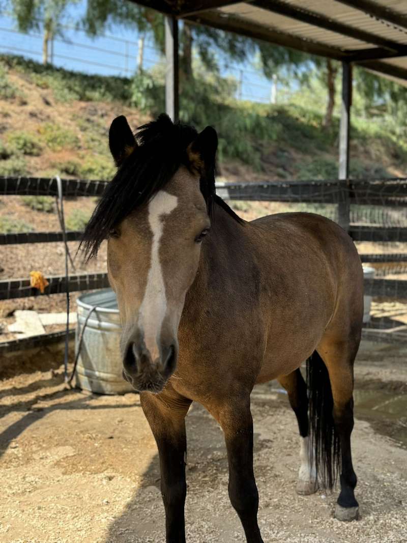 Flashy Small Pony Hunter Prospect