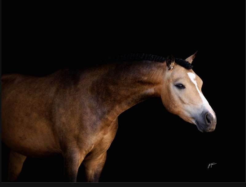 Flashy Small Pony Hunter Prospect