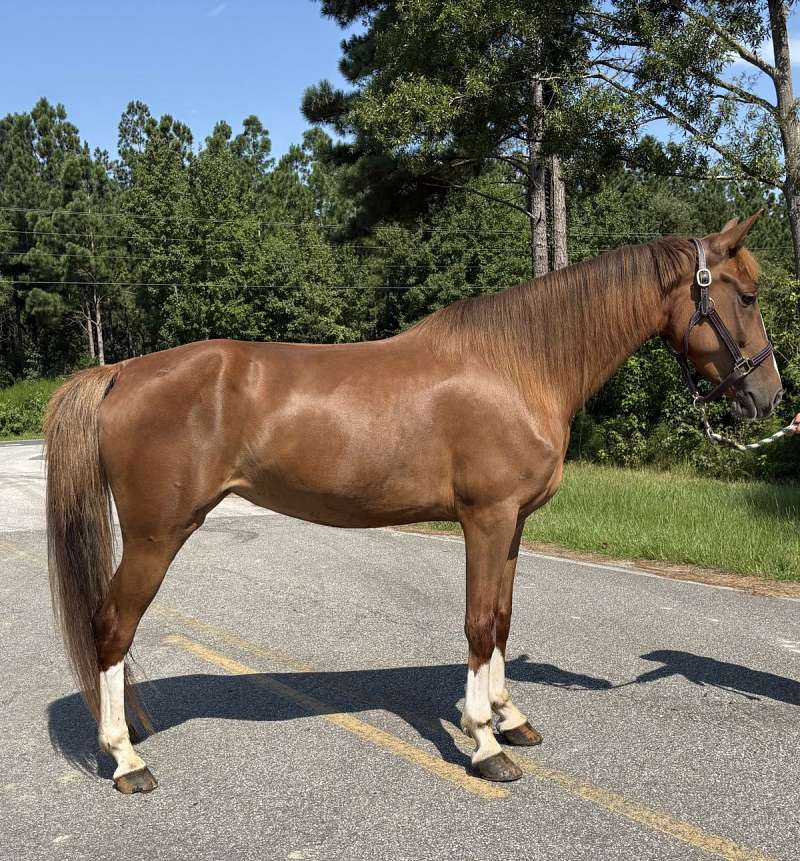 Sorrel Dutch Cross