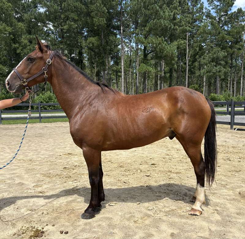 Bay Crossbred Gelding