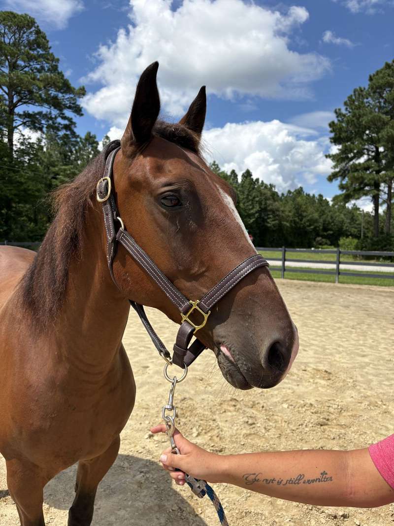 Bay Crossbred Gelding