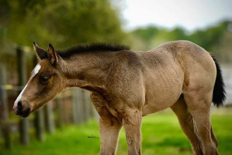 Broodmare in Foal to Guys Easy Jet