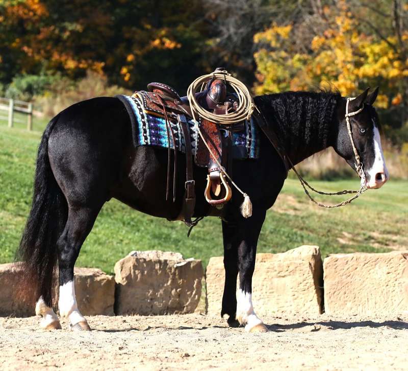 Beautiful Black Gelding