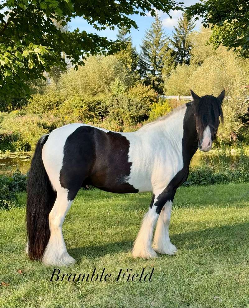Gypsy Vanner Driving Gelding
