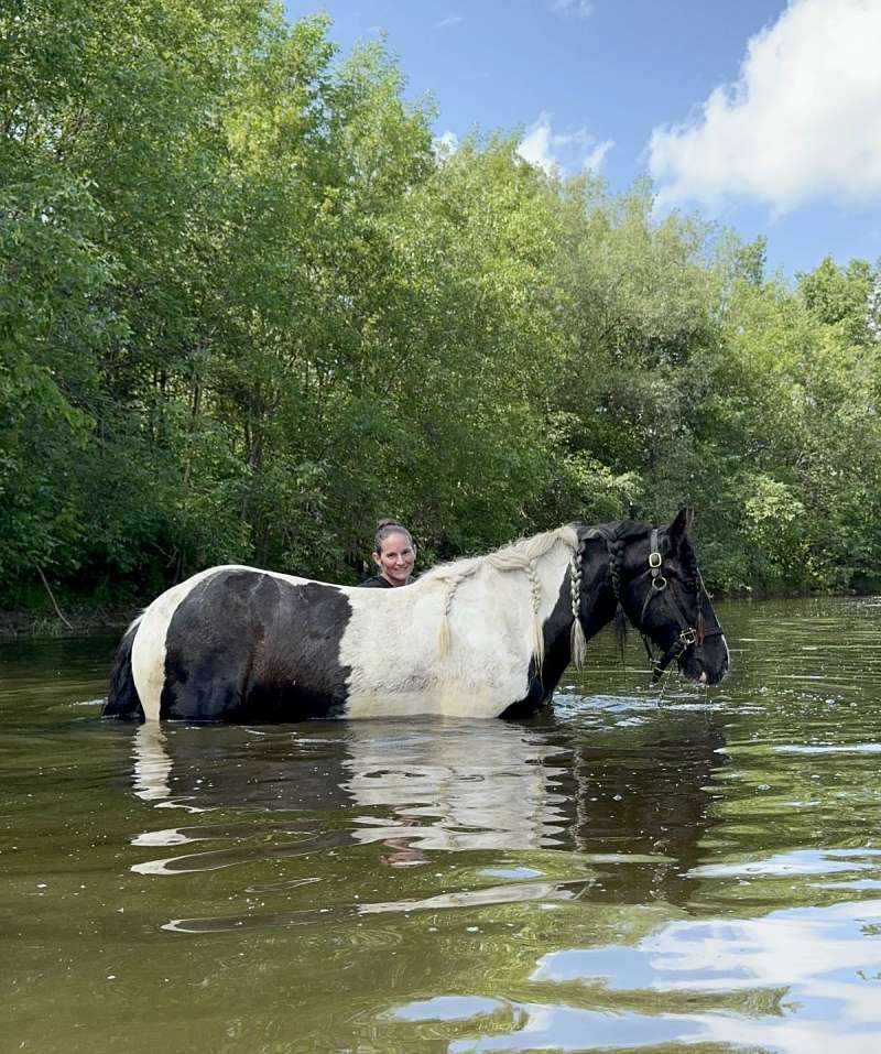 Gypsy Vanner Driving Gelding
