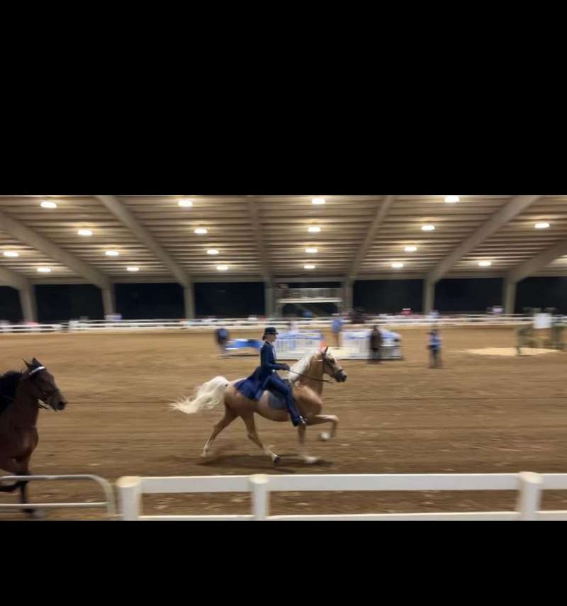 Gorgeous Country Speed Racking Gelding