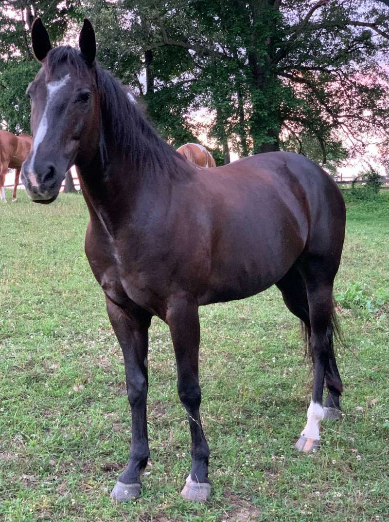 Wonderful QH Mare for Trail Riding or Ranch Riding