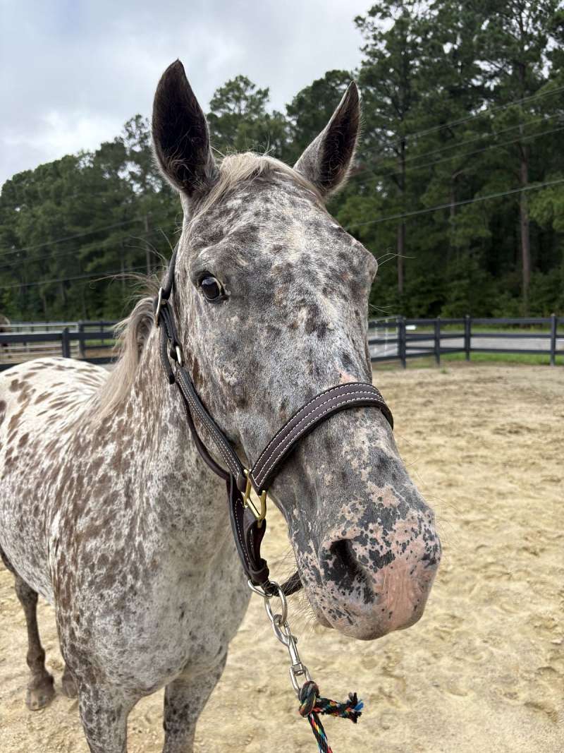 Leopard App Mare