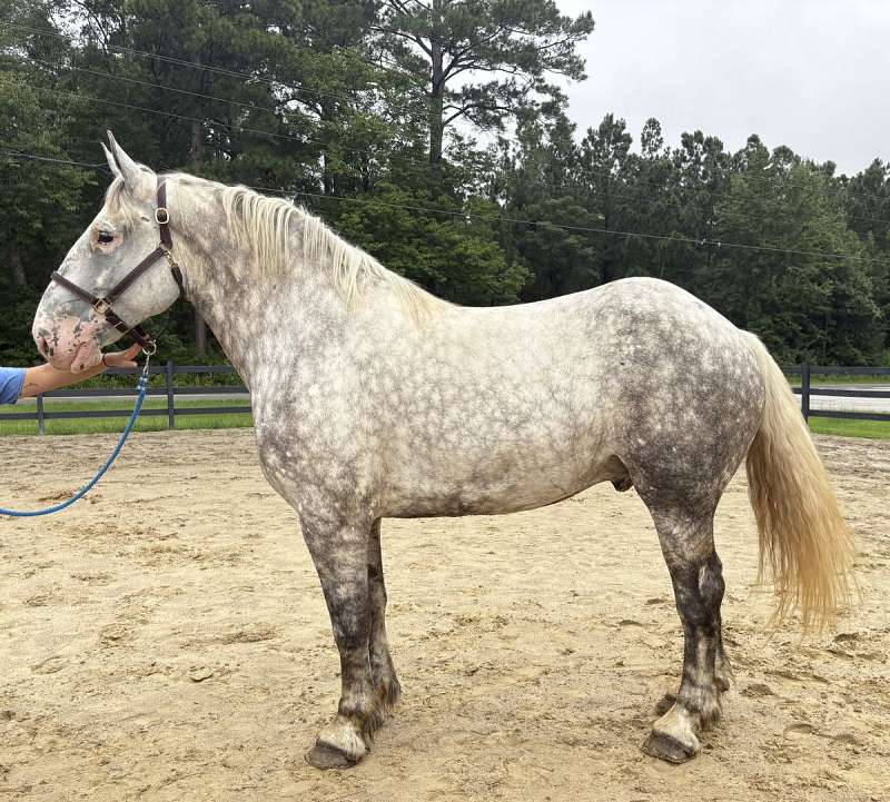 Dapple Percheron Gelding