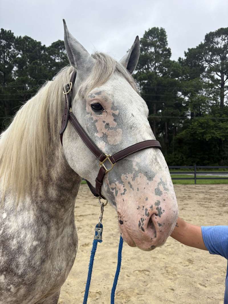 Dapple Percheron Gelding
