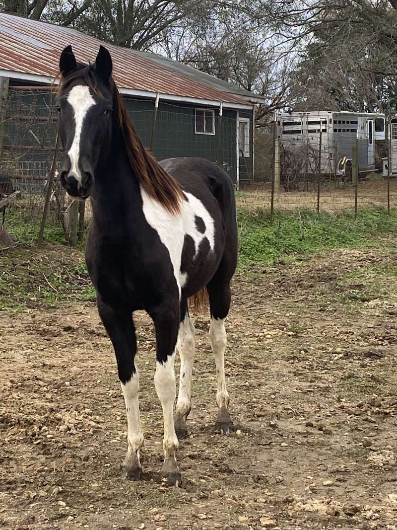 Fancy Ssh/TWH/Standardbred Cross Mare