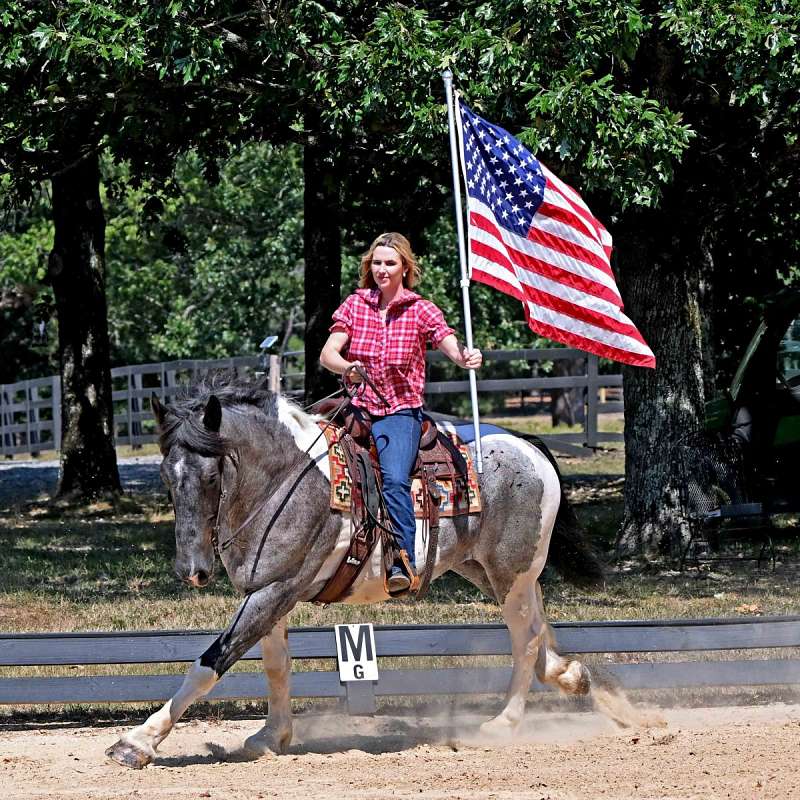 Jonah- Beautiful Blue Roan Draft Cross With the Best Personality!