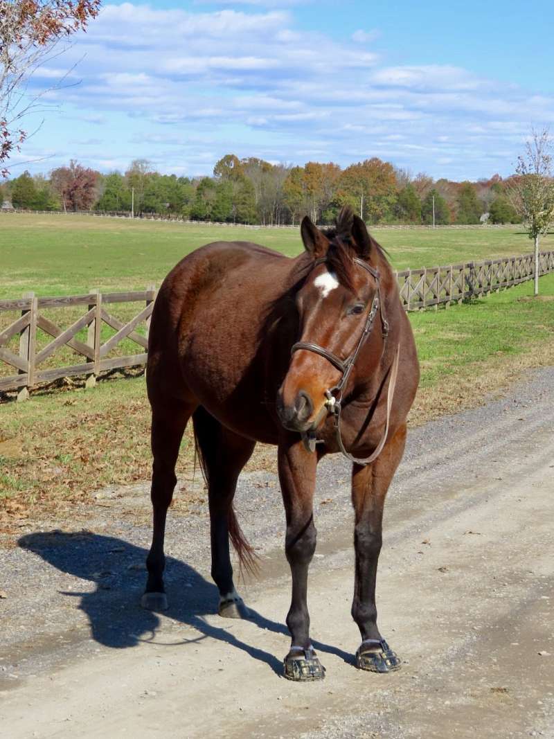 Gunner: 2020 OTTB