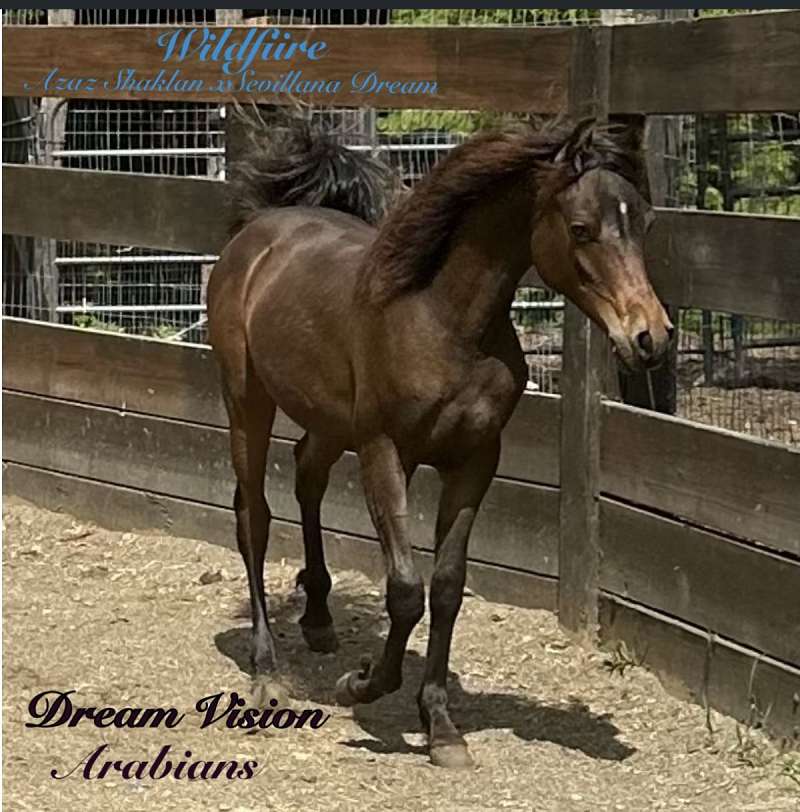 Arabian Colt for Sale