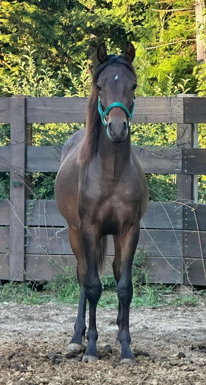 Arabian Colt for Sale
