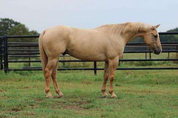 2011 Quarter Horse Palomino Gelding