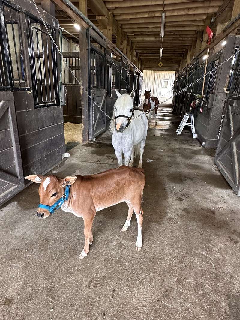 Mini Horse, Major Fun – Marshmallow is Ride, Drive, and Trick Broke!