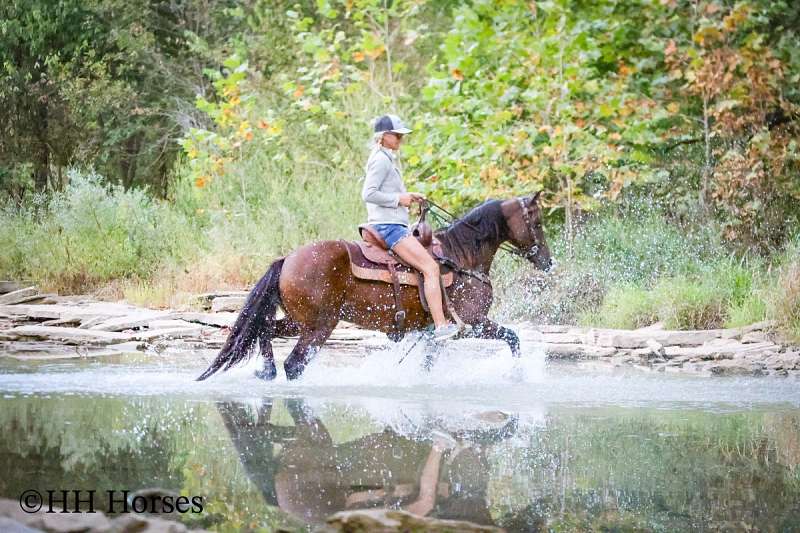 Super Nice Bay Morgan Gelding, Rides and Drives, Comfortable