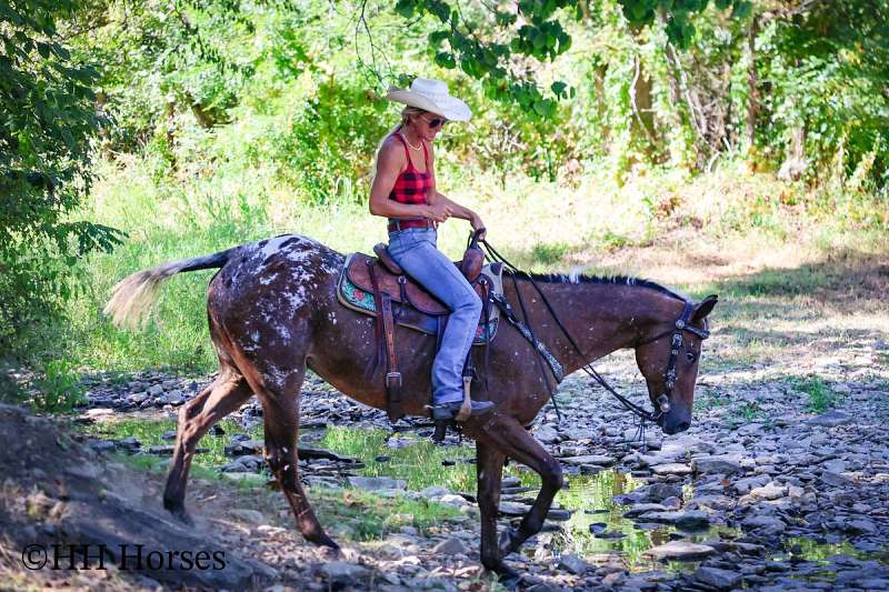 Really Nice Loud Colored Blanketed Appaloosa Gelding, Anyone Can Ride