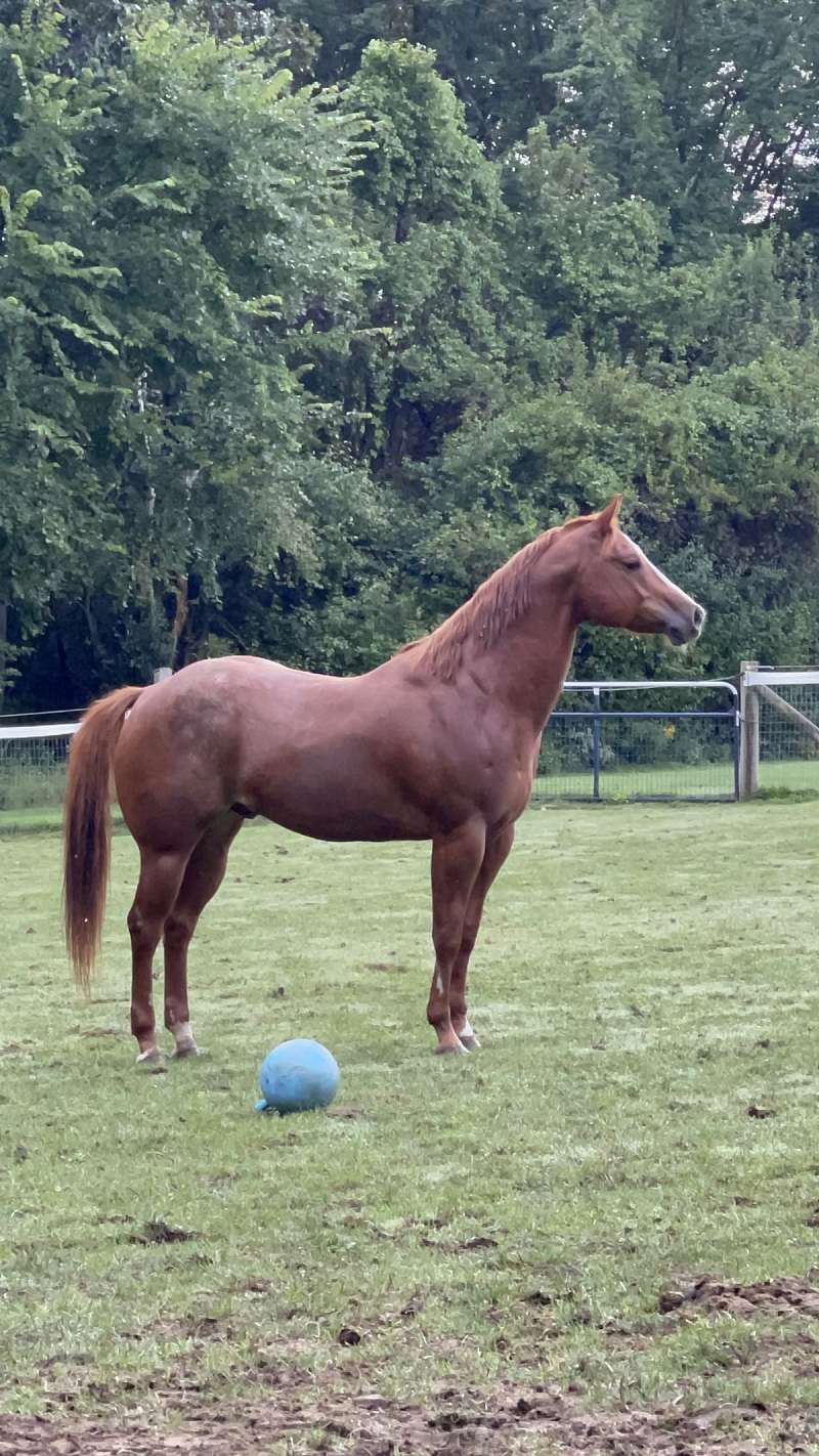 Versatile Flashy Quarter Horse