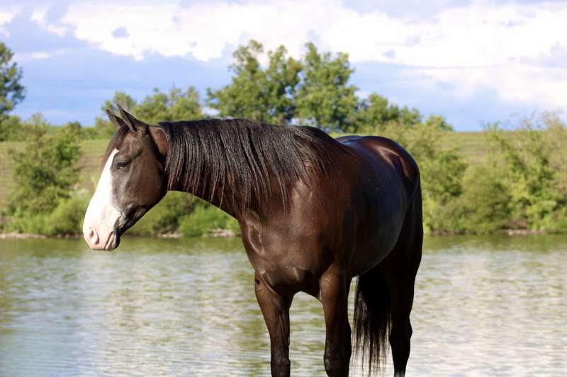 Kooter Available On Horsebid