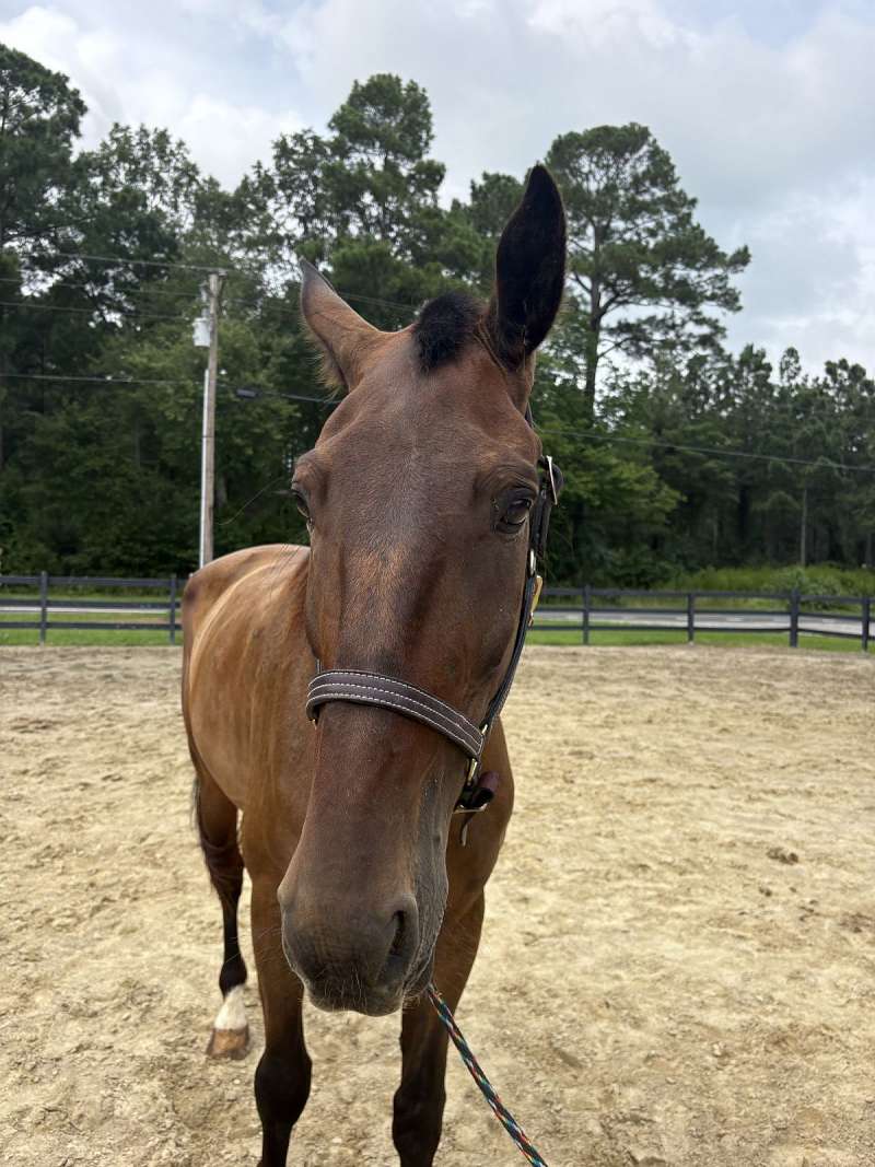Bay Dutch Gelding