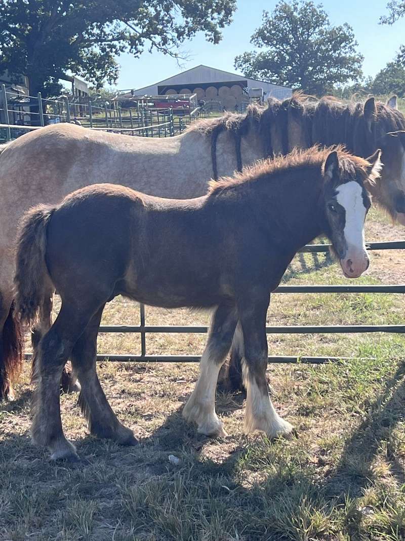 Gypsy Vanner Colt