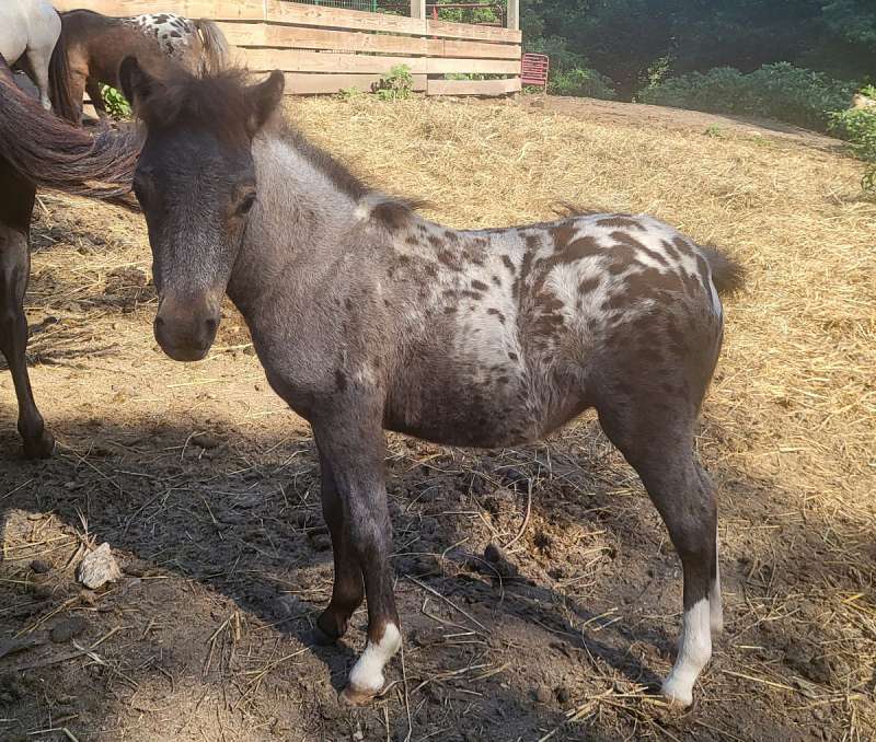 Appaloosa Filly Orchid