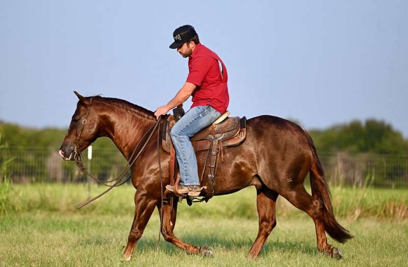 Venom - Super Fancy 6 Yr Old Sorrel AQHA Stallion!