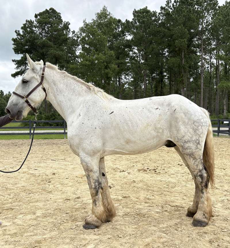 Grey Percheron Gelding
