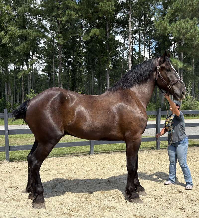 Big Percheron Gelding