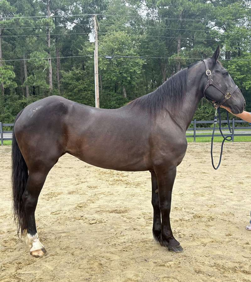 Black Percheron Cross