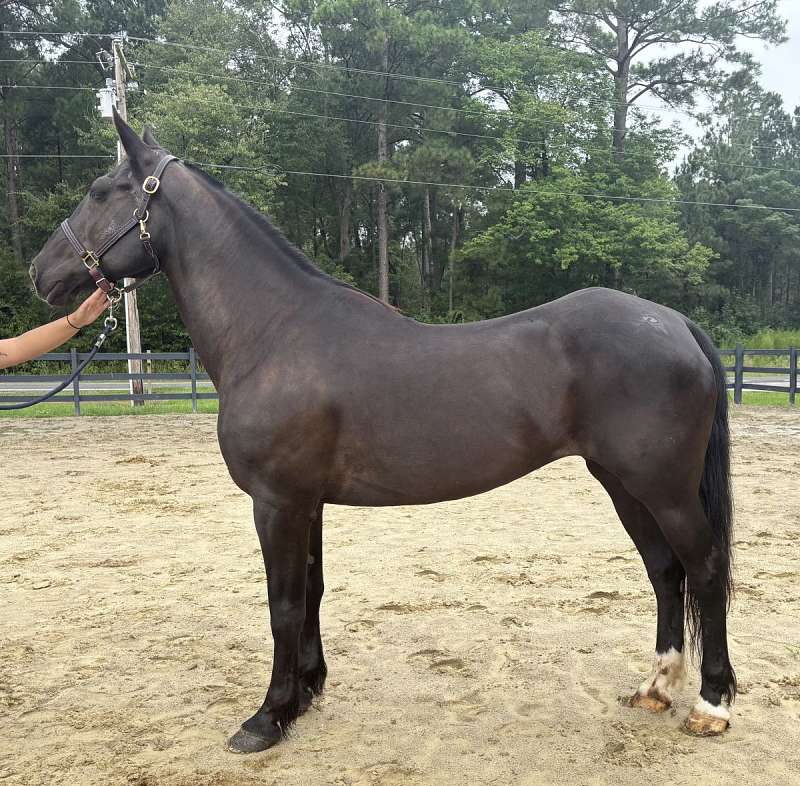 Black Percheron Cross