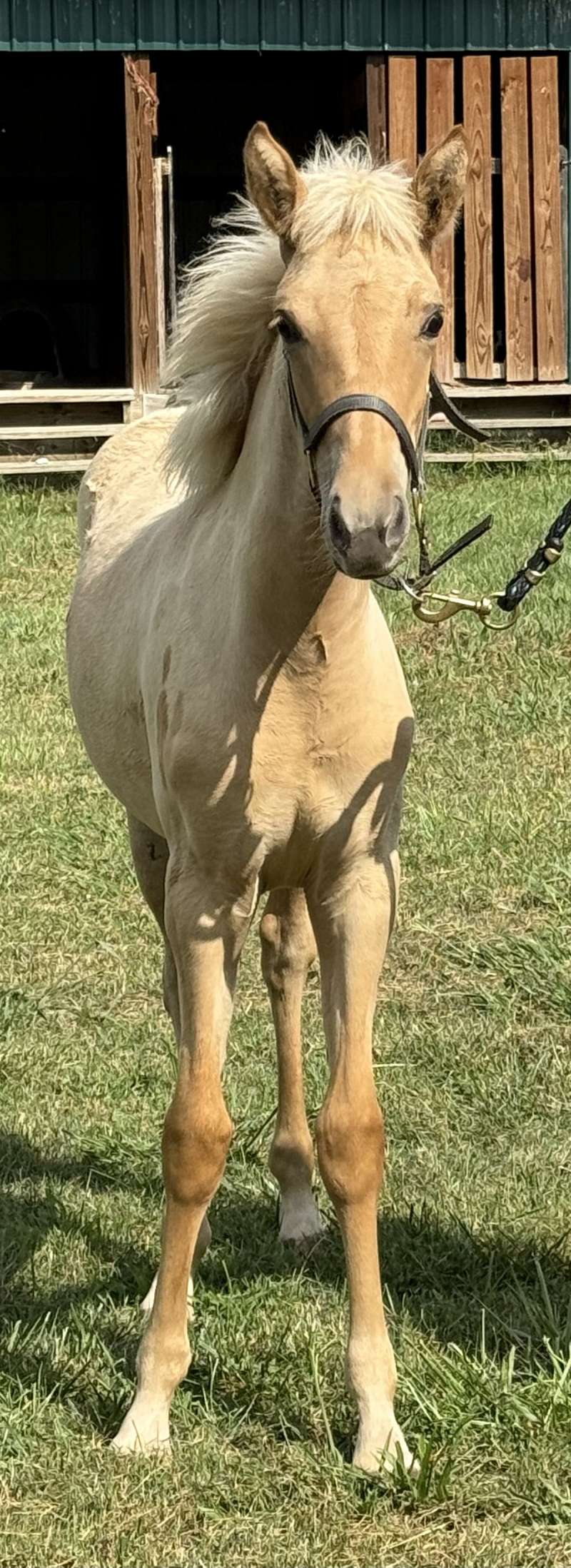 Icelandic Cross Filly