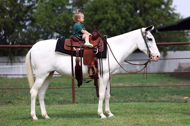 Marshmallow - the Ultimate Bombproof 15 Yr Old Paint Molly Mule!