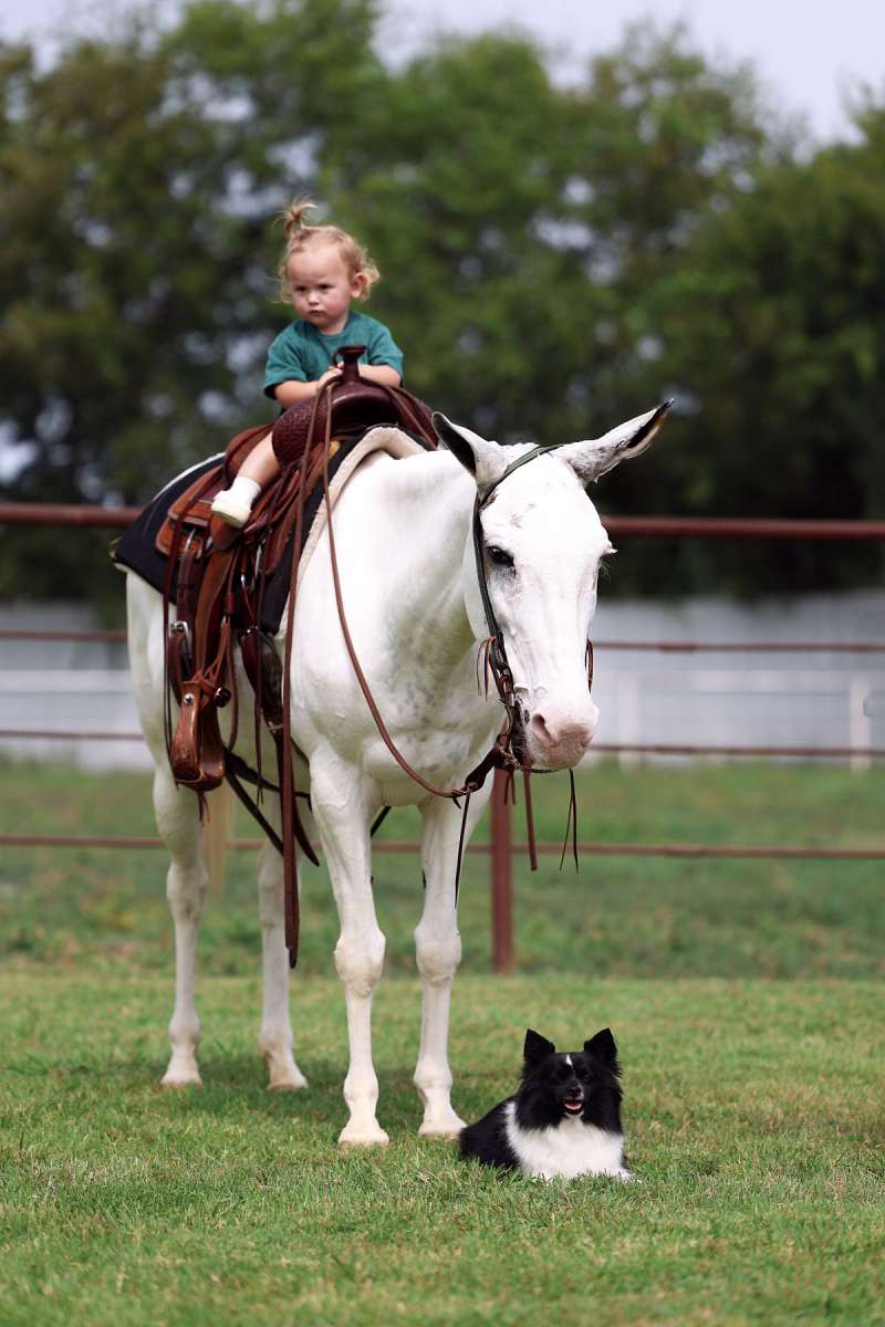 Marshmallow - the Ultimate Bombproof 15 Yr Old Paint Molly Mule!