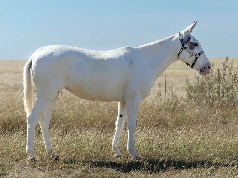 Marshmallow - the Ultimate Bombproof 15 Yr Old Paint Molly Mule!