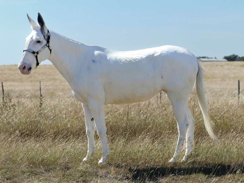 Marshmallow - the Ultimate Bombproof 15 Yr Old Paint Molly Mule!