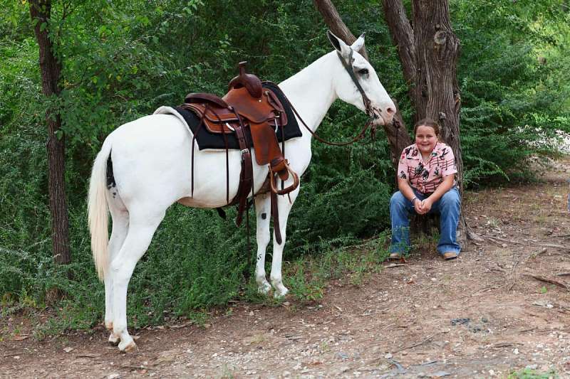 Marshmallow - the Ultimate Bombproof 15 Yr Old Paint Molly Mule!